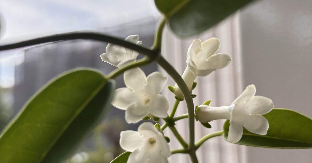 なぜ花や植物に惹かれるのか｜Wada Sayaka