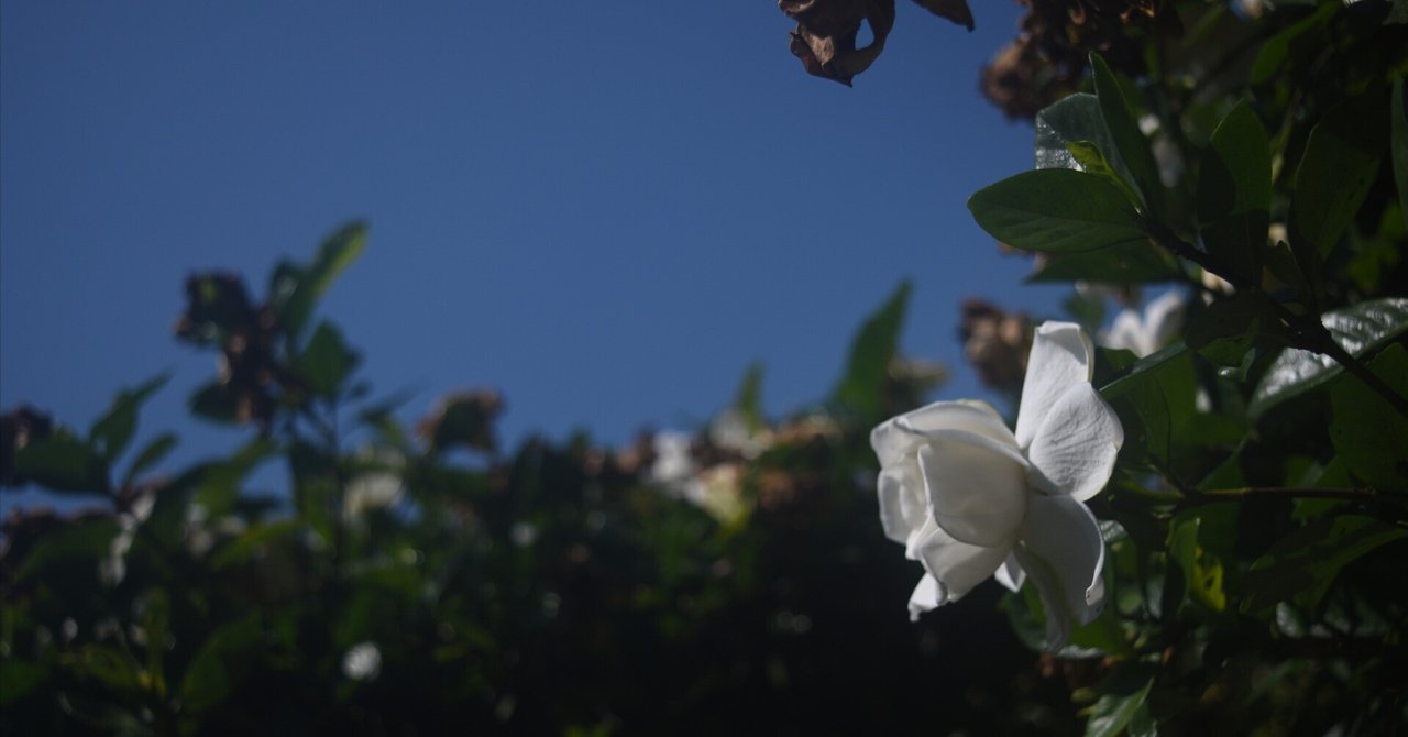 夏の写真集①｜Yohey_mk