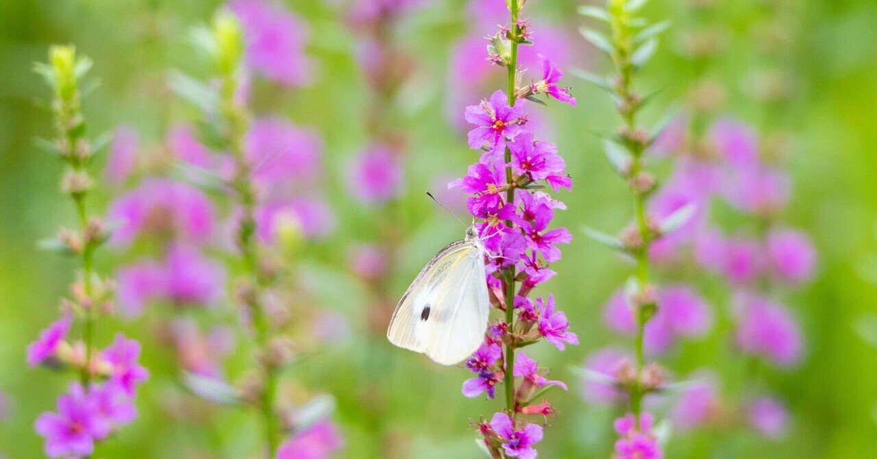 忘れてはならないもの｜kenta
