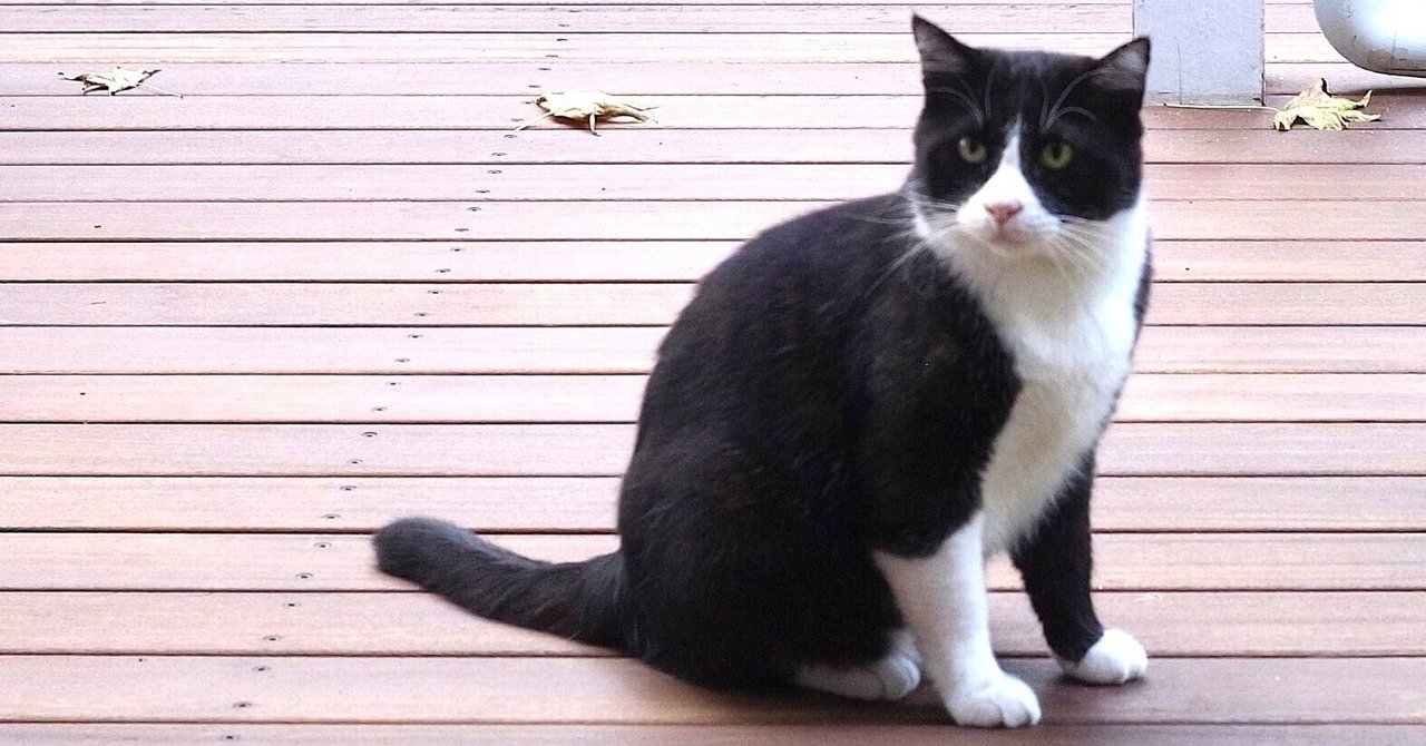 「猫百態」 ちょっと お待ち！｜Rabi Sato