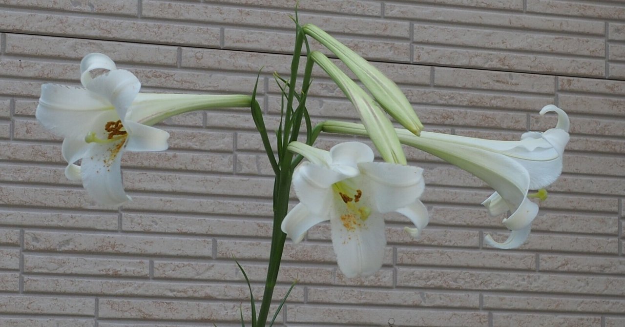 povo eSIM の再設定と povo 2.0 アプリ｜石川佳