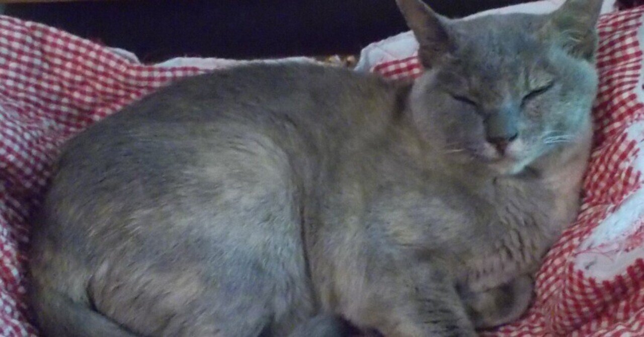 猫じゃらしズム 別冊 最悪の兆候｜仁吾巴 妍 niaha ken