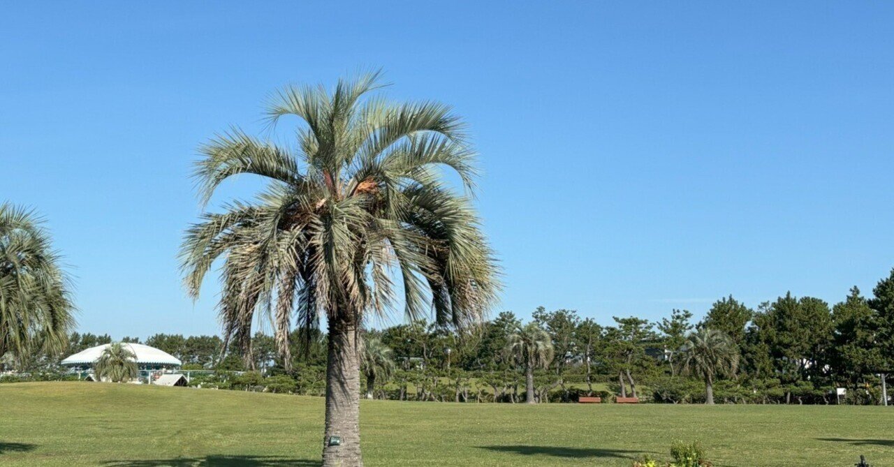朝散歩｜今朝は快晴をバックにヤシの実確認👀🌴｜Noco｜すまいるサプリ