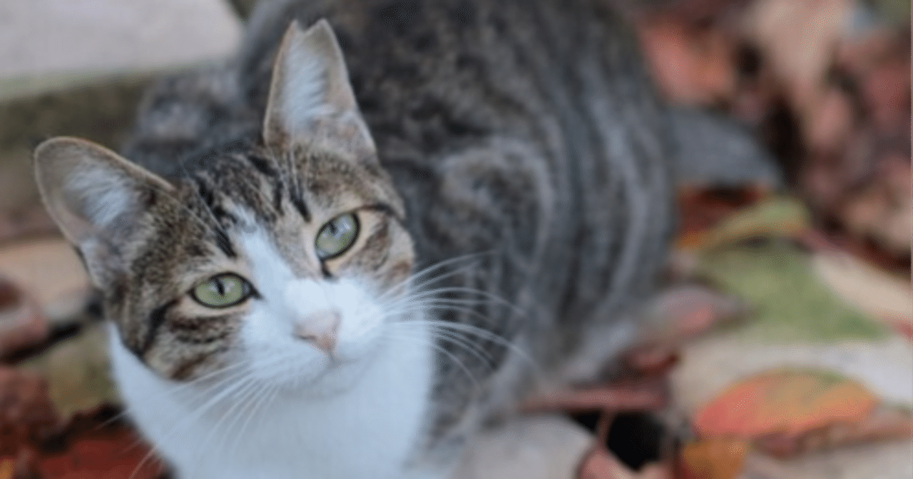 夏の風物詩“恐～い番組”に想う｜Moosan