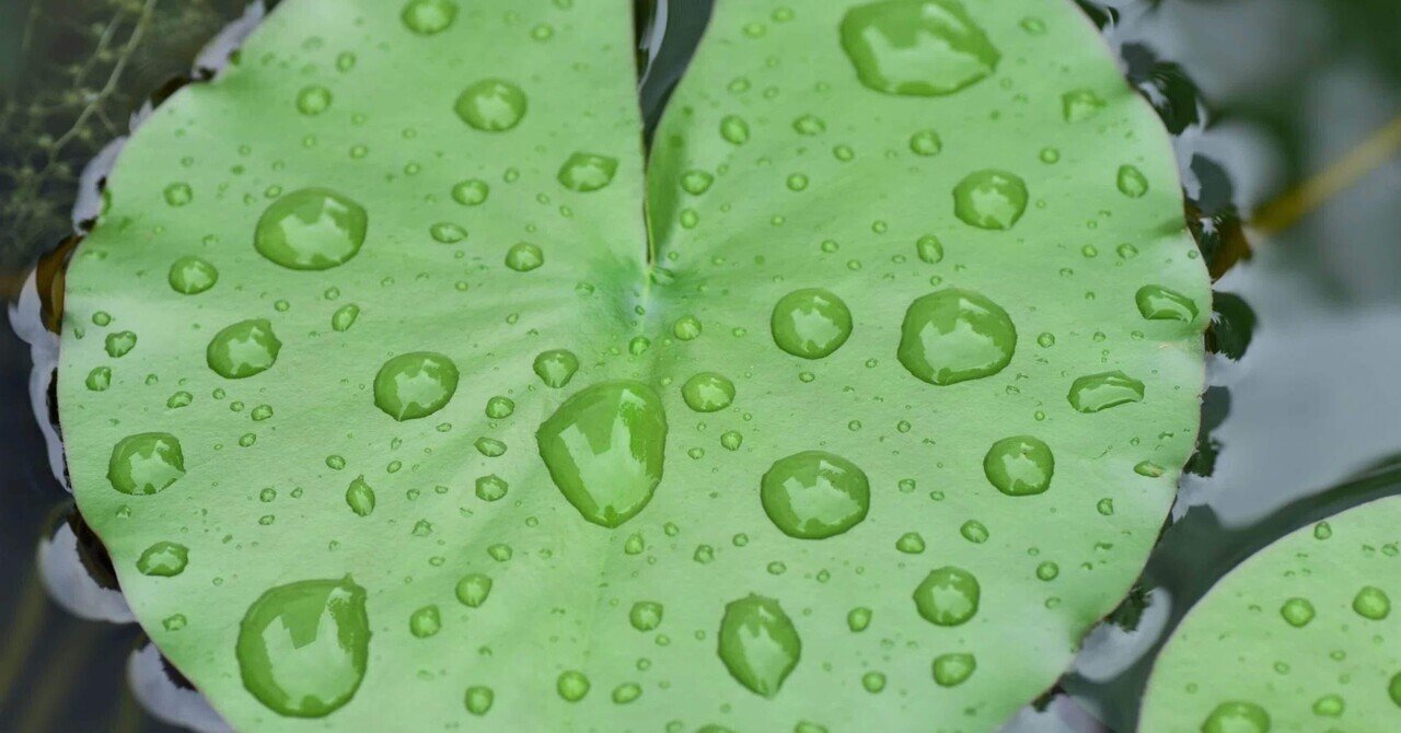 食材の性質「四気」について｜jfmn〜東洋医学を極めたい薬学生〜（フォロバ100%）