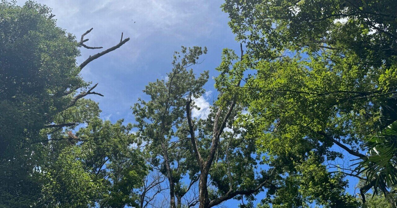 お盆休みのいろいろ不思議な出来事｜mako＠plants