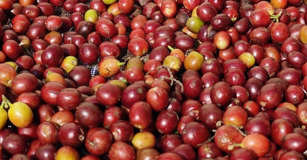 ChandraGiri SLN 13：アラビカの風味とロブスタのたくましさを併せ持つ注目のハイブリッド！｜Himalayan Bloom Coffee