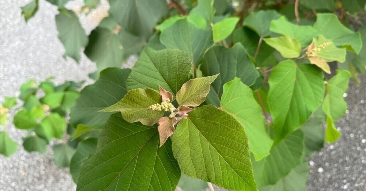 2025年-8月40℃なAugust・・・植物模様：アカメガシワ｜happea-nyanko