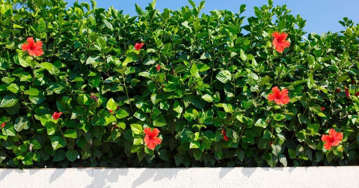 ブッソウゲ(仏桑花)について｜CLAIR archi lab