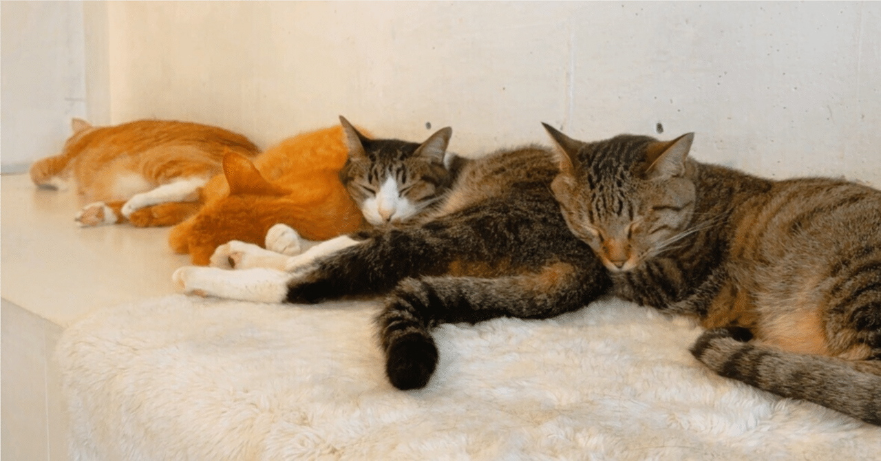 猫カフェ｜chihiro HASHIMOTO