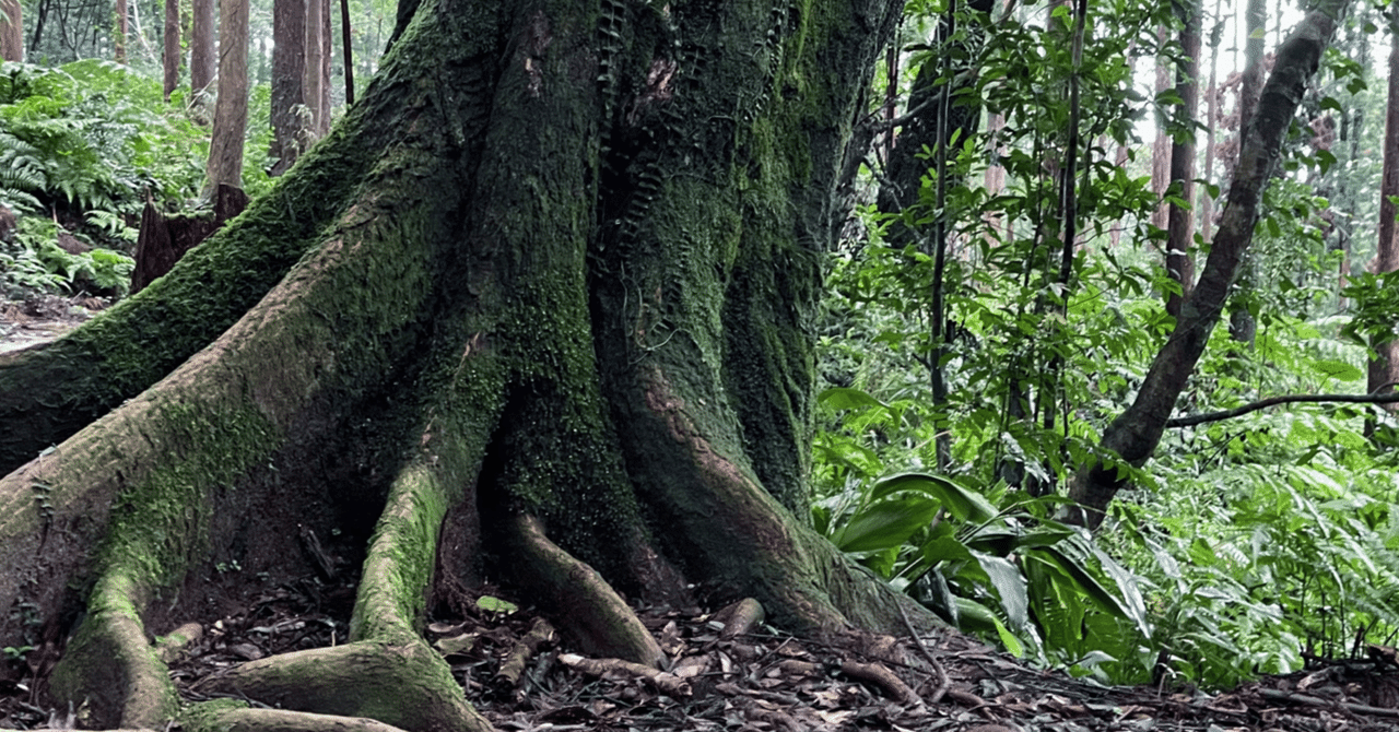 社長に胸ぐらをつかまれた日、見えた経営の“根っこ”──『整える経営』の原点｜🌿Natsu｜シニア起業やもめのセミFIRE生活