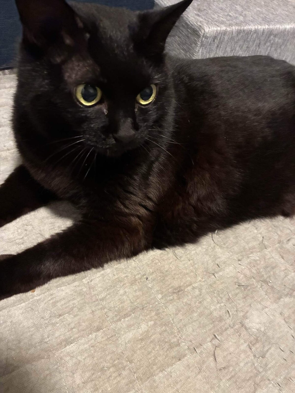 歴戦★9モンスター強さランキング(4〜6位)｜unitason