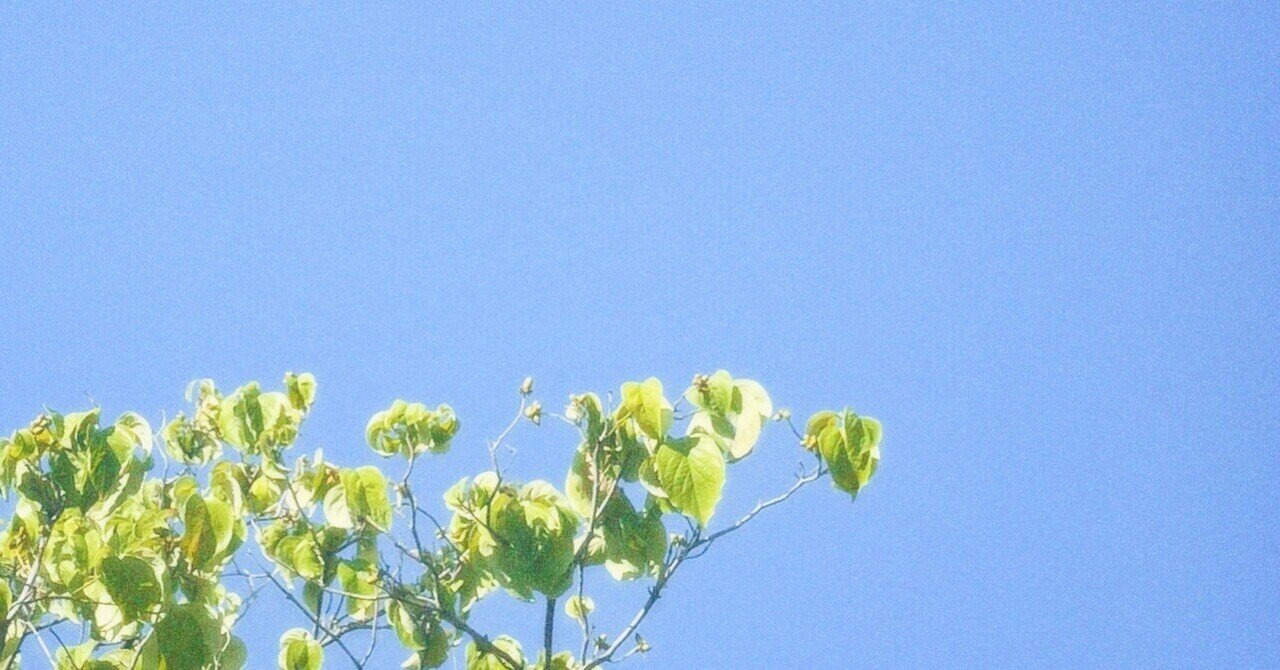 はじめてのnote｜hibi_mayu