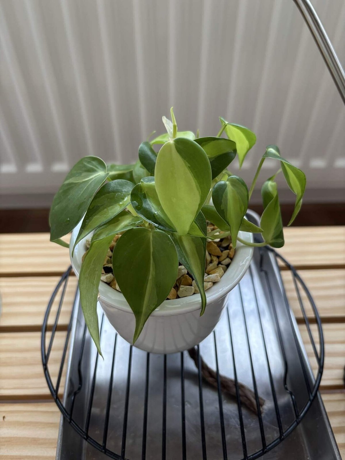 映えない植物記録 #1｜korin miku