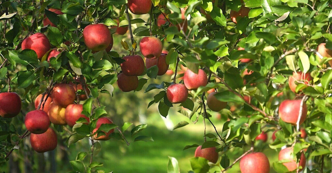 食材の性質「帰経」について｜jfmn〜東洋医学を極めたい薬学生〜（フォロバ100%）