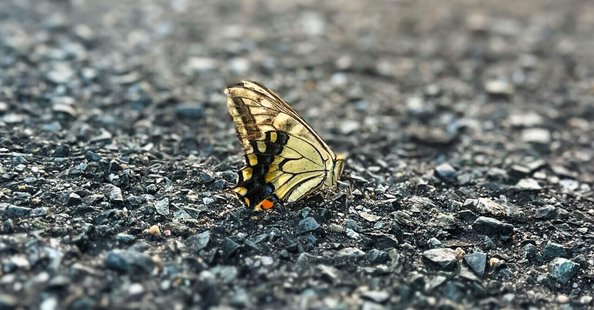 こゆき（koyuki）｜note