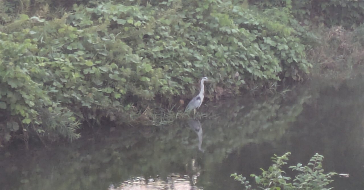 一枚の画像〜アオサギ｜ichiro70