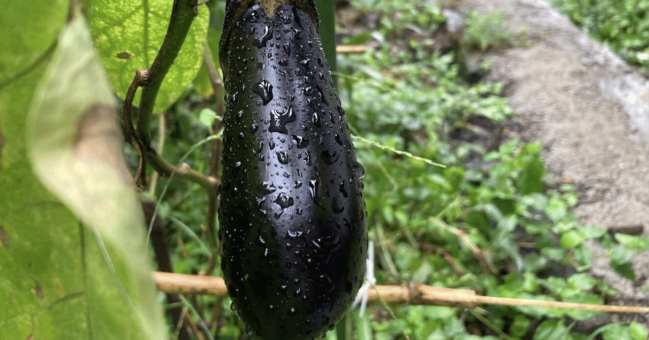 トレンドに乗って、OS Yamatoは世界に広がる｜OS Yamato