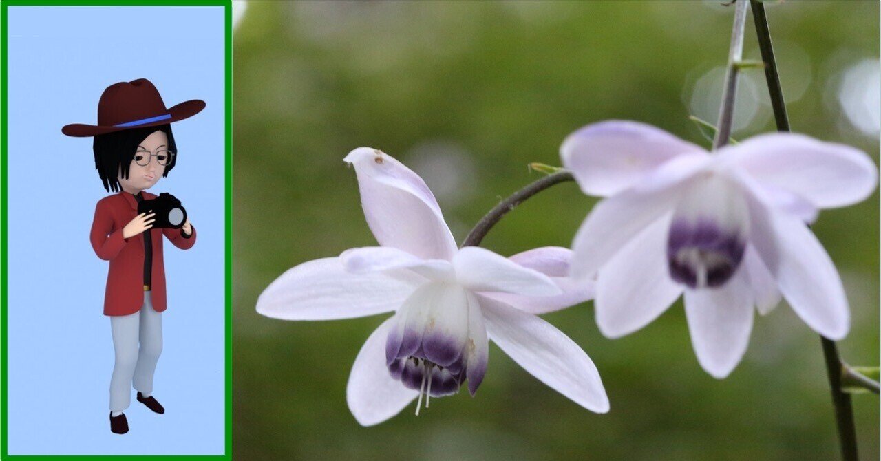 【夏の1コマ】御岳山のレンゲショウマ｜Tom.Msn