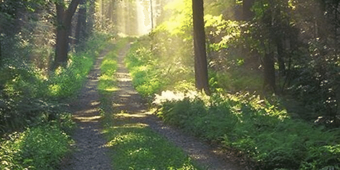 yumikoの眠りの森｜note