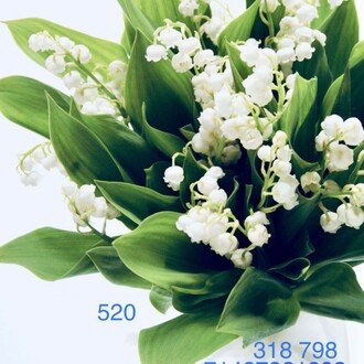 【毎週ショートショートnote】ギター式洗濯機｜ショートショート ｜鈴蘭