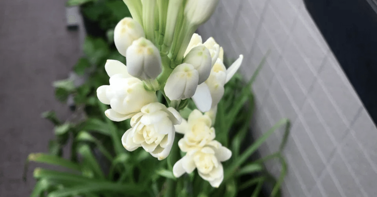 チューベローズの花を迎えたい｜Wada Sayaka