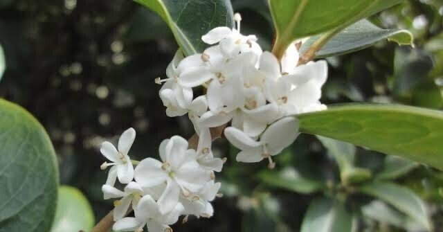 大福ちゃん｜note