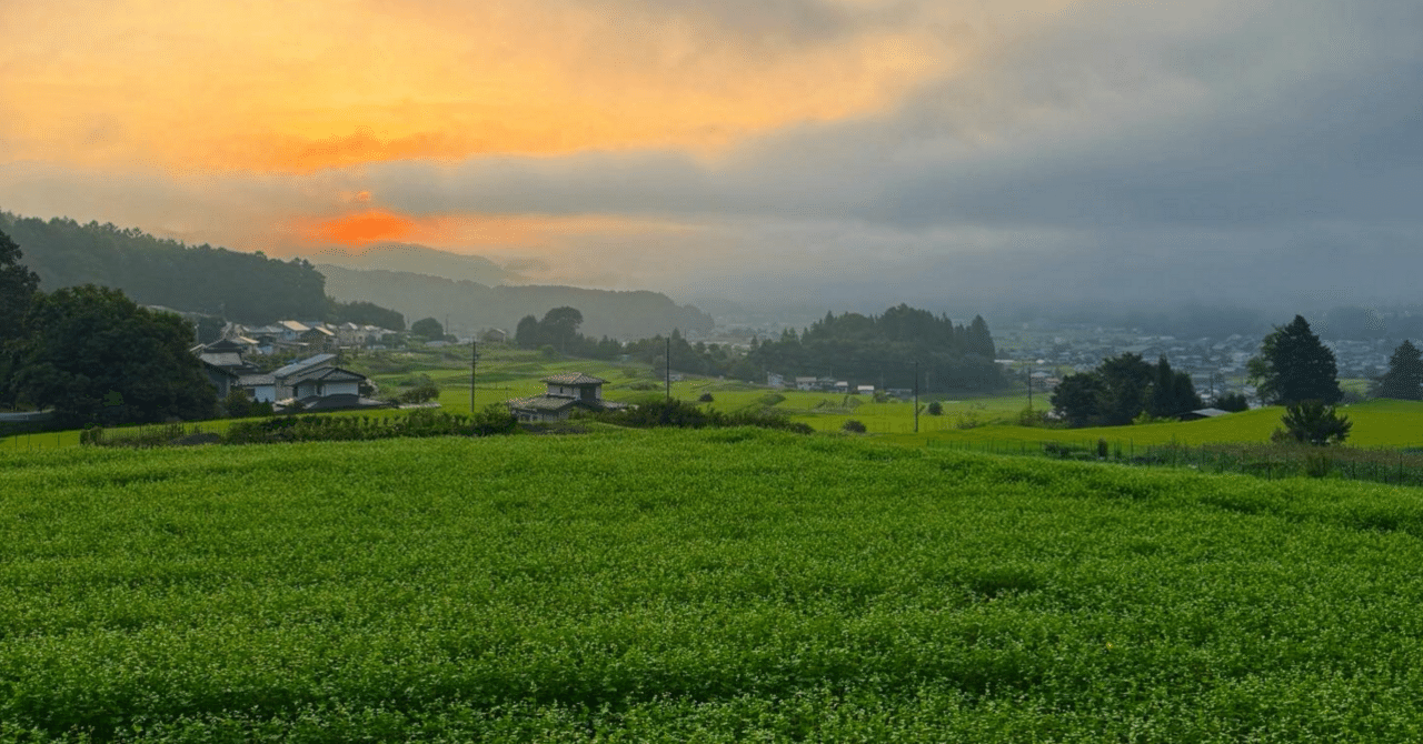 蕎麦畑は綺麗、だけど､､､､､､､｜Dan Takuma