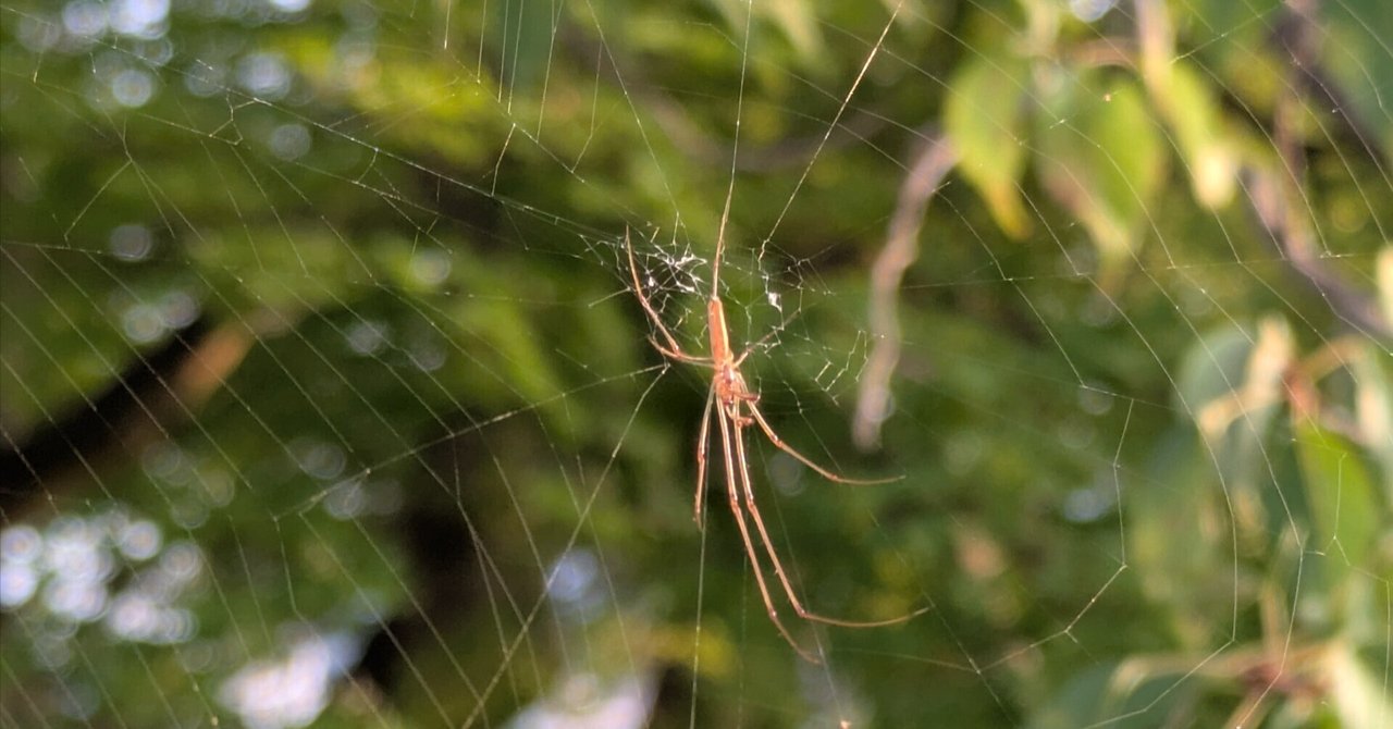 一枚の画像〜クモの糸｜ichiro70
