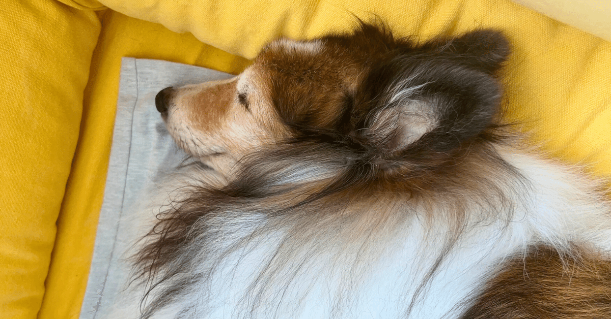 🐾小さな勇者のためのやさしい場所｜Qoo’s Smile