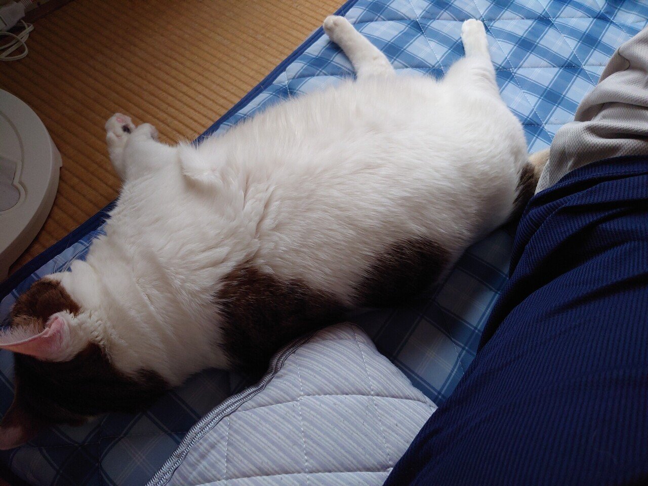 お昼寝にゃん｜zerozero_x