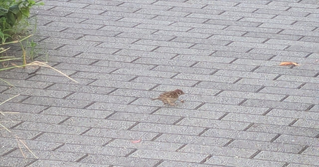 一枚の画像〜チュンチュン｜ichiro70