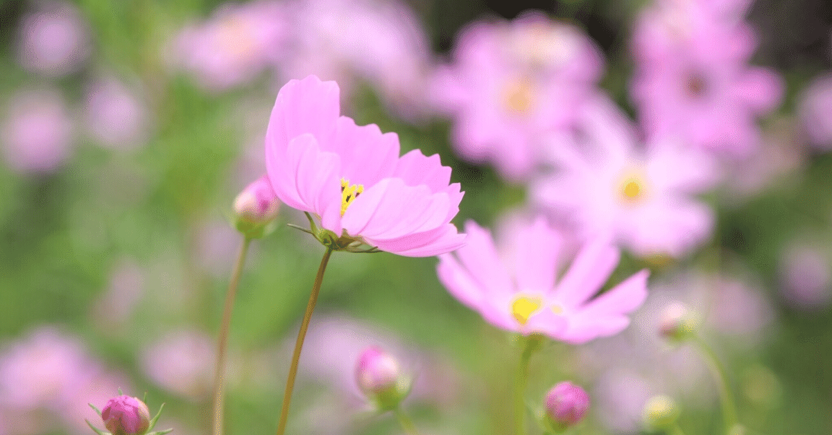 9月の目標達成宣言｜Aoya Kuma