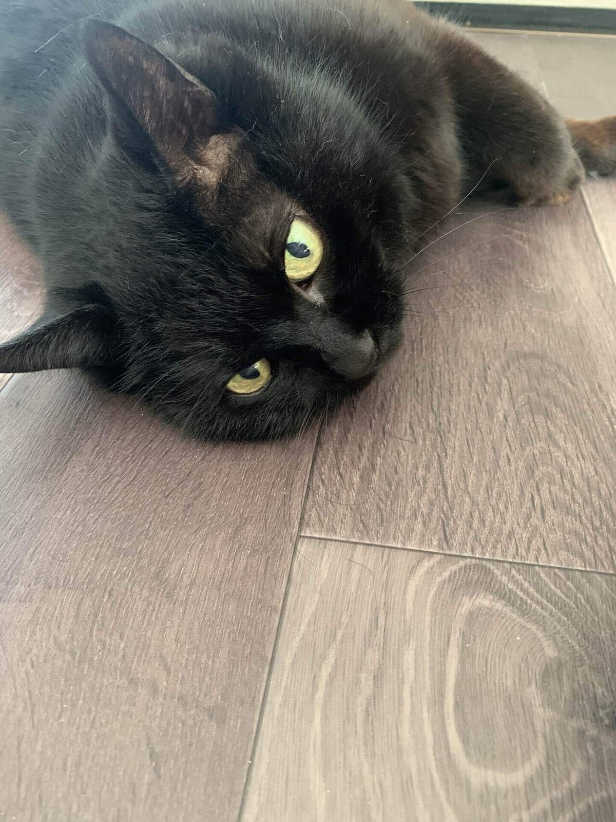 【ナイトレイン】ソロプレイでグラディウス(通常個体)を倒せた件｜unitason