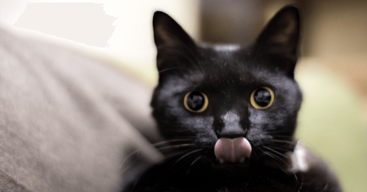 League the k4sen、LTKは自ら最悪のイベントになる、大失敗｜言いたいことがあって作った