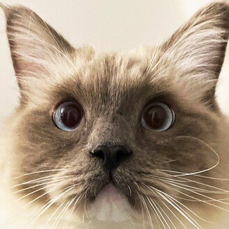 FIRE7年目突入｜2026年もやりたいことはない｜める｜Cat FIRE