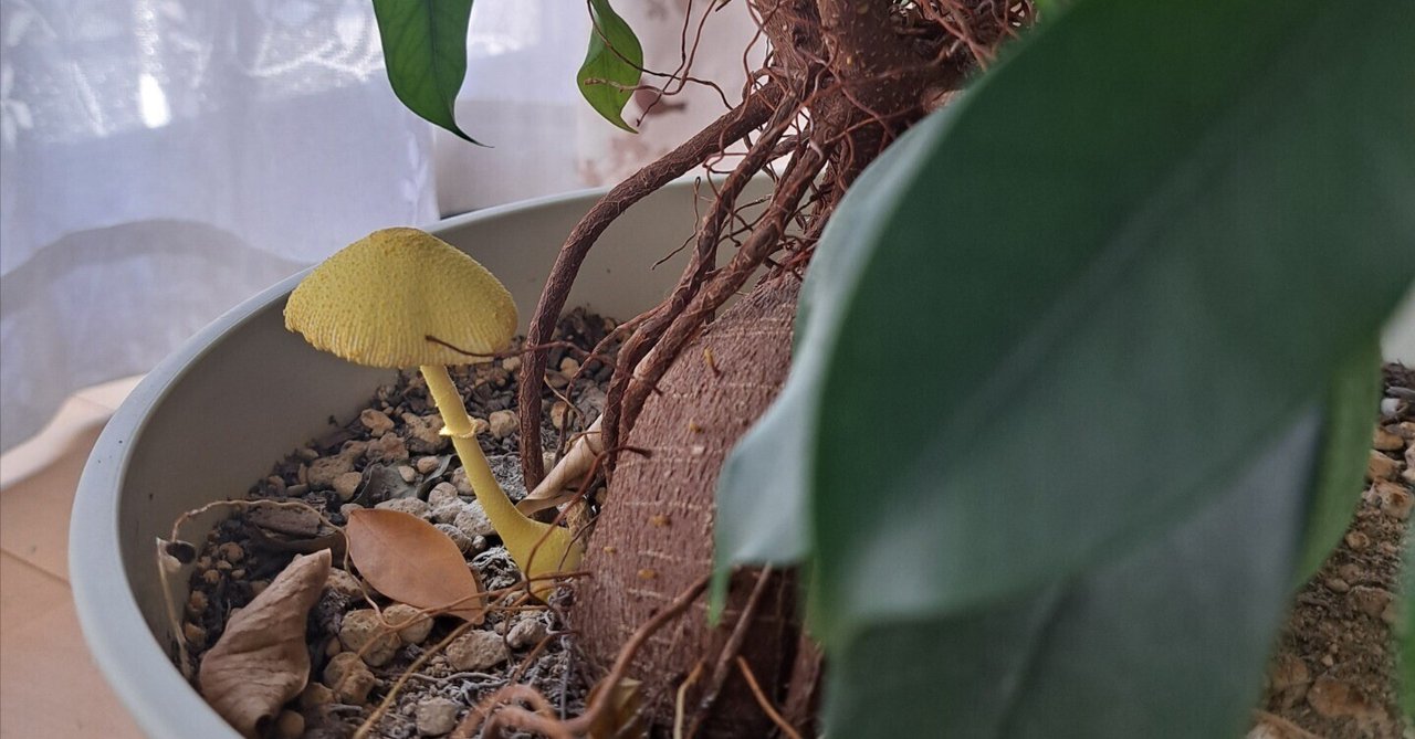 コガネキヌカラカサタケ｜Torico