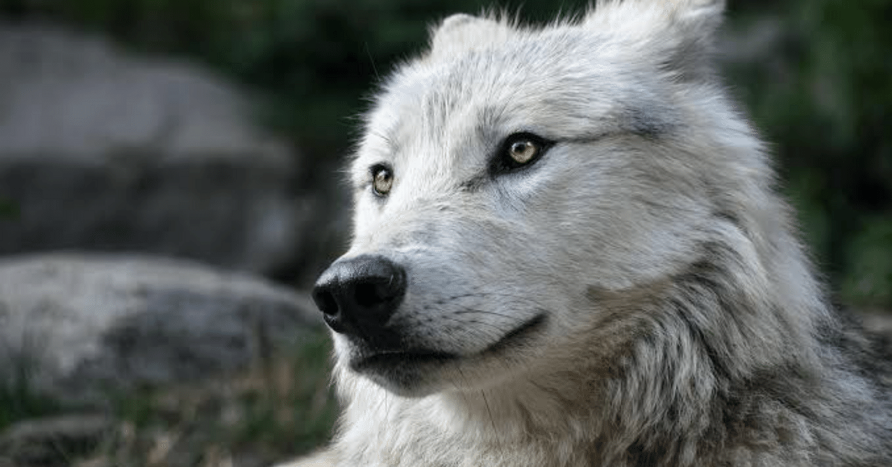 簡潔なスネーク対ウルフver.2｜7ち