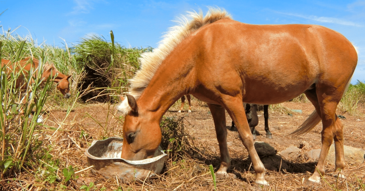 2025/8/31/日曜 win5厳選馬無料｜あんどれ-win5-