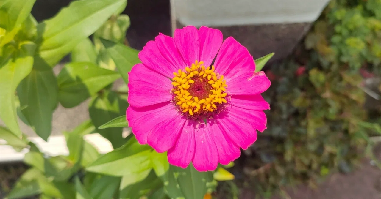 PMSでした。｜花と風