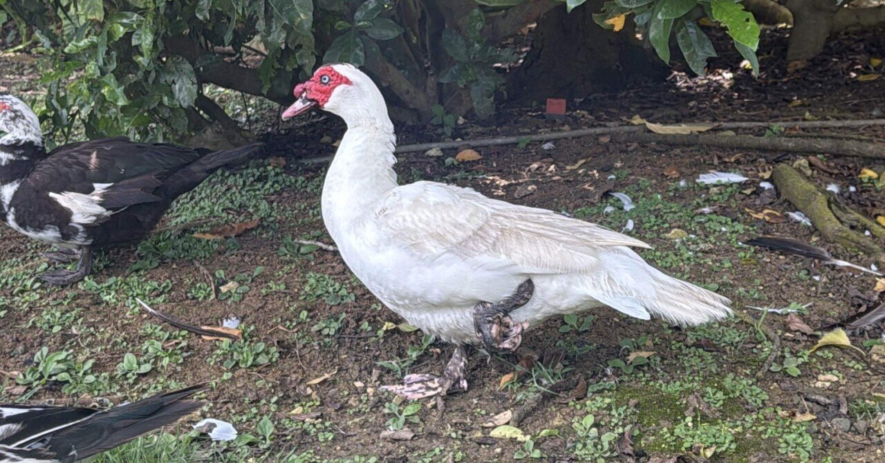 ベストキッドの決め技「クレーンキック」は、首里城のアヒルがモチーフだった。｜IHA HIRO