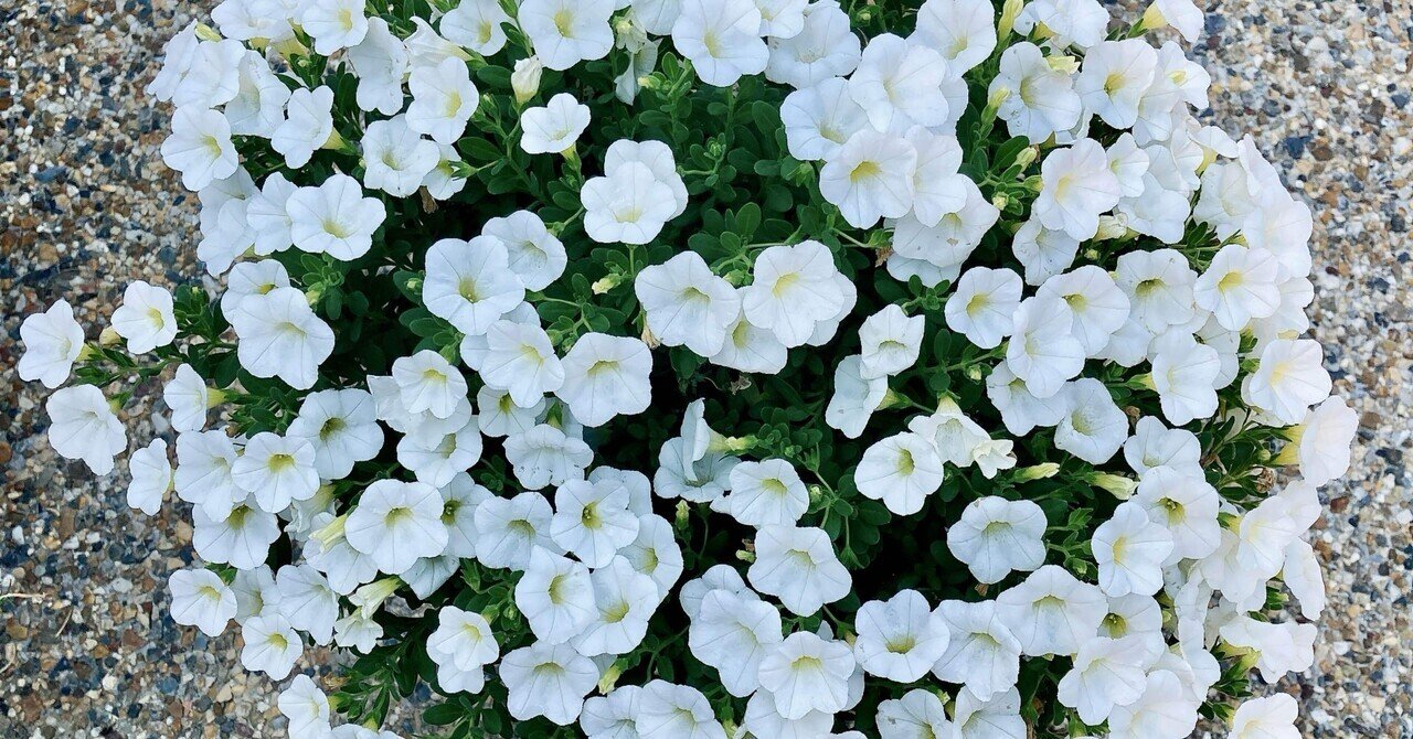 【サントリー ミリオンベル】2025/08/31｜Ohanabatake