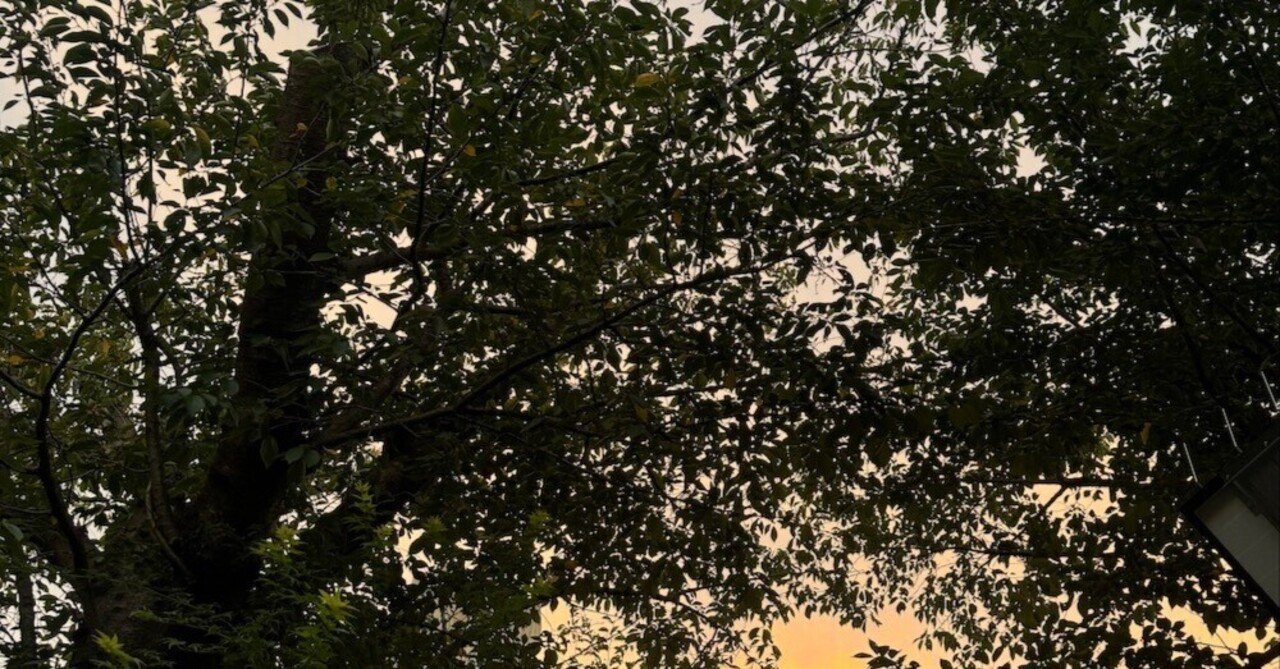 空を見上げる No.93｜happea-nyanko