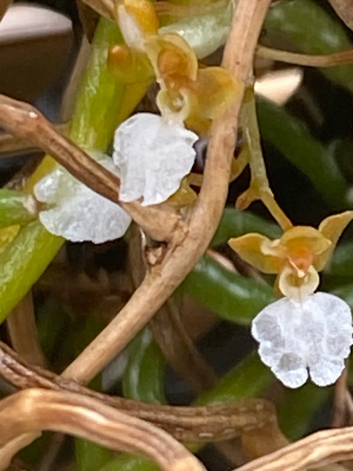 葉の無い植物 無葉蘭の魅力｜Orchid Ran