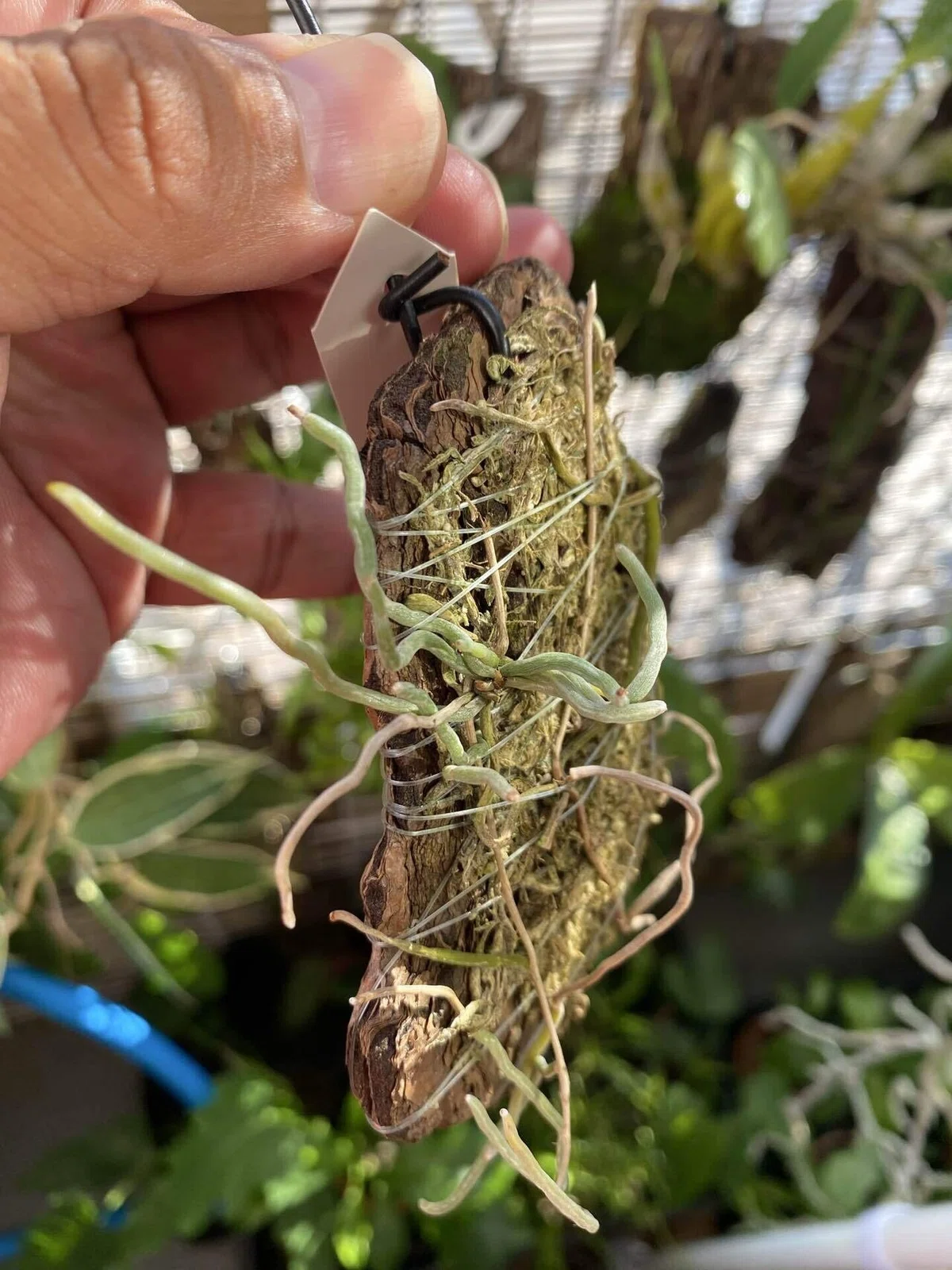 葉の無い植物 無葉蘭の魅力｜Orchid Ran