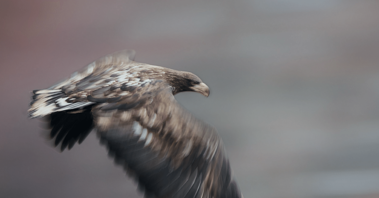 【写真】流し撮りは野鳥に使ってもいい｜Yusuke Marianne
