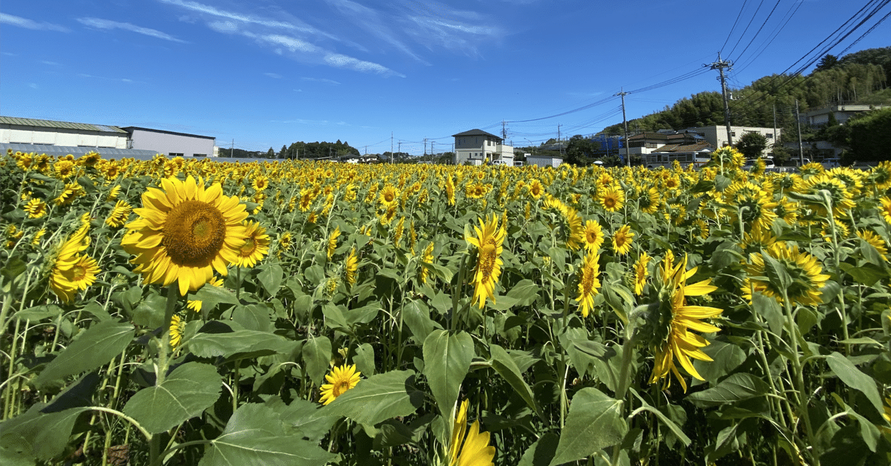 【ベスト5】2025年8月 最もアクセスの多かった人気記事｜Chie Ishikawa∣自分の想いを言葉にする魔術師