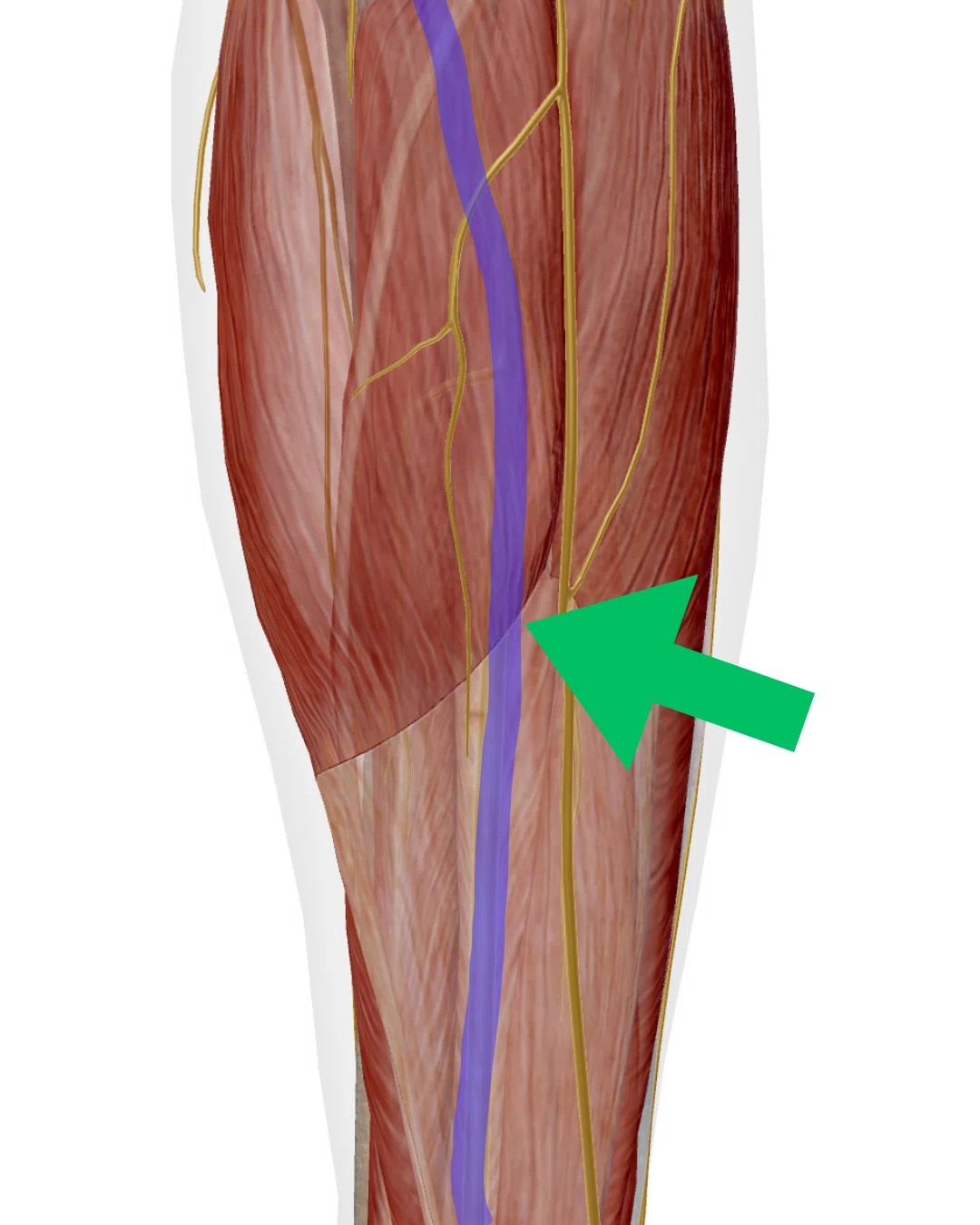 🦵 Understanding the path of the tibial nerve helps you better ...