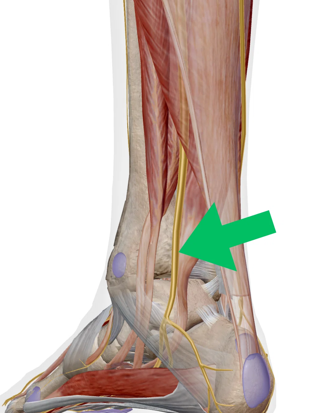 🦵 Understanding the path of the tibial nerve helps you better ...