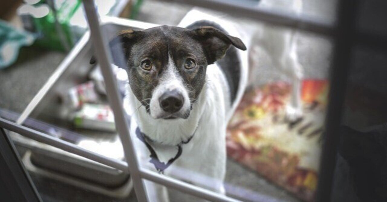 【C++17】パス文字列から拡張子だけを取り除く.filesystemの.stem()が超便利｜morinokabu